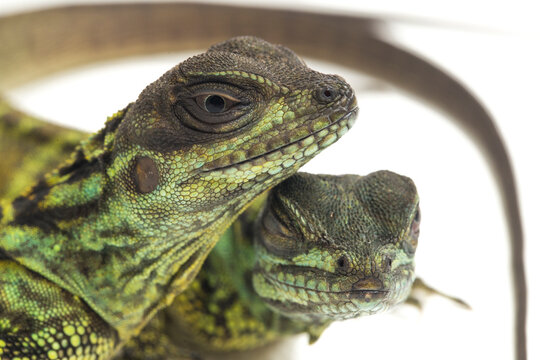 รูปภาพHydrosaurinae – เลือกดูภาพถ่ายสต็อก เวกเตอร์ และวิดีโอ301 | Adobe ...