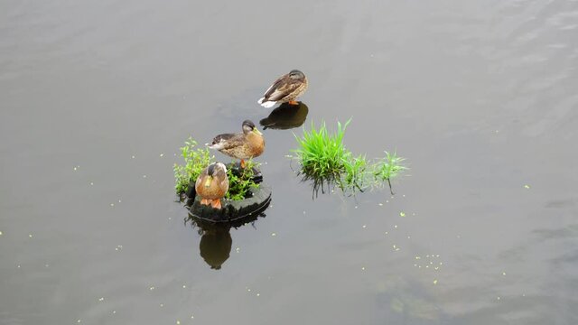 Imagens de Quack – Explore Fotografias do Stock, Vetores e Vídeos de ...