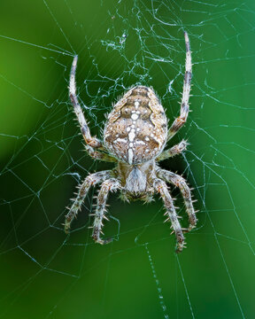 Spinne.spinnweben Bilder – Durchsuchen 11,026 Archivfotos ...