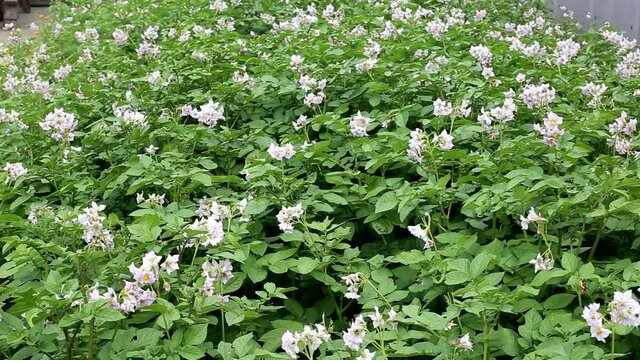 "Potato Tops"-Bilder: Stock-Fotos & -Videos. | Adobe Stock