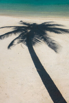 "Palm Tree Shadow" Images – Browse 429 Stock Photos, Vectors, and Video ...