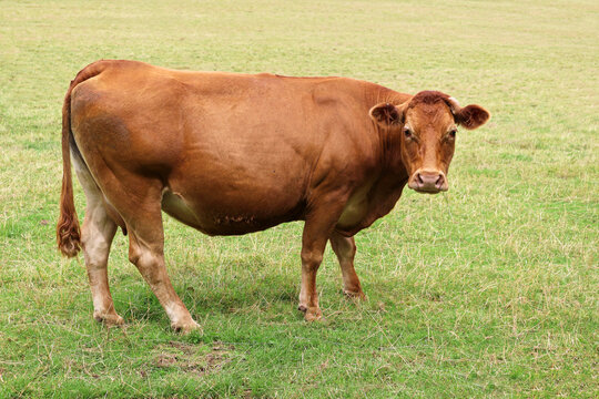 "Cow Grazing" Images – Browse 896 Stock Photos, Vectors, and Video ...