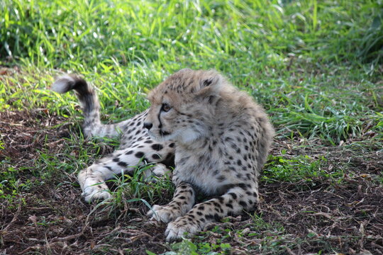 รูปภาพGepard – เลือกดูภาพถ่ายสต็อก เวกเตอร์ และวิดีโอ5,567 | Adobe Stock