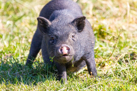 "Black Pig" Images – Browse 6,051 Stock Photos, Vectors, and Video ...