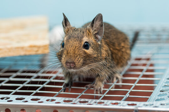 Degu Images – Parcourir 2,136 le catalogue de photos, vecteurs et ...