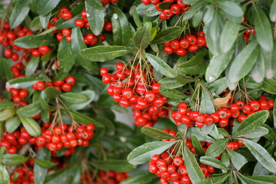 รูปภาพSpiceberry – เลือกดูภาพถ่ายสต็อก เวกเตอร์ และวิดีโอ3,062 | Adobe ...