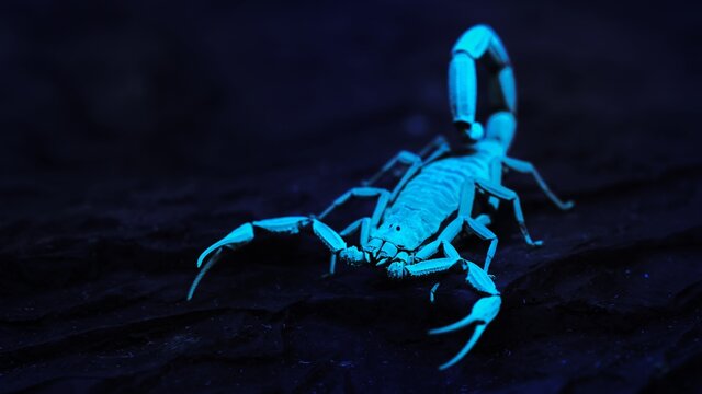 「Pedipalps」の画像 - 1,220 件の Stock 写真、ベクターおよびビデオ | Adobe Stock