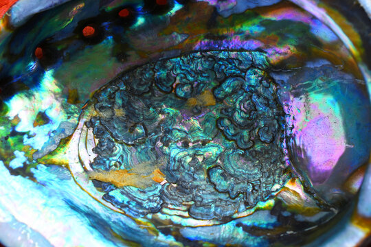 Abalone Texture Bilder – Durchsuchen 1,848 Archivfotos, Vektorgrafiken ...