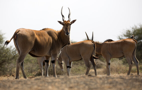 "Giant Eland" Images – Browse 174 Stock Photos, Vectors, and Video ...
