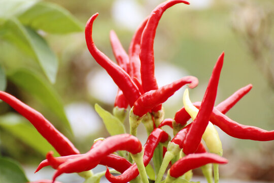 Cili Images – Browse 353 Stock Photos, Vectors, and Video | Adobe Stock