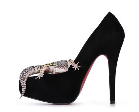 Cathemeral Bilder – Durchsuchen 57 Archivfotos, Vektorgrafiken und ...