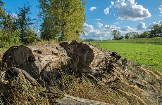 รูปภาพVerwesung – เลือกดูภาพถ่ายสต็อก เวกเตอร์ และวิดีโอ735 | Adobe Stock