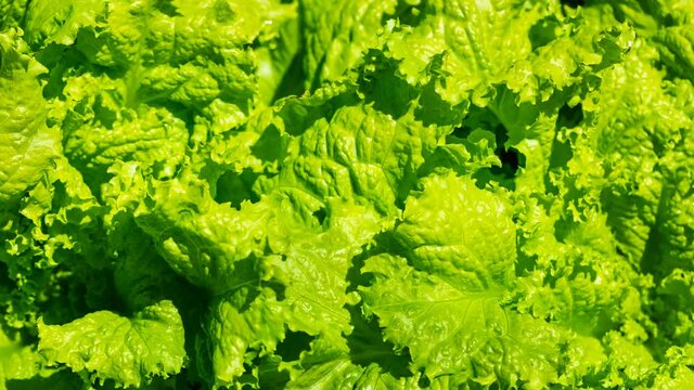 Crespo Bilder – Durchsuchen 1,011 Archivfotos, Vektorgrafiken und ...