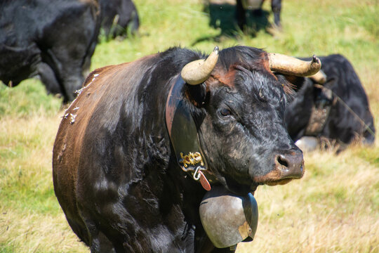 Eringer Bilder – Durchsuchen 632 Archivfotos, Vektorgrafiken und Videos ...