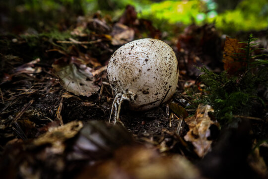 Hexenei Bilder – Durchsuchen 89 Archivfotos, Vektorgrafiken und Videos ...