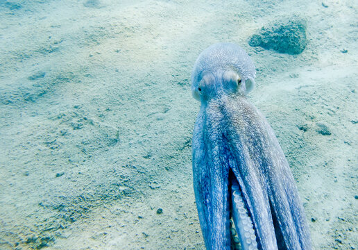 Cefalopode Bilder – Durchsuchen 175 Archivfotos, Vektorgrafiken und ...