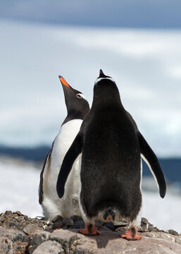 Real Penguin Images – Browse 167 Stock Photos, Vectors, and Video ...