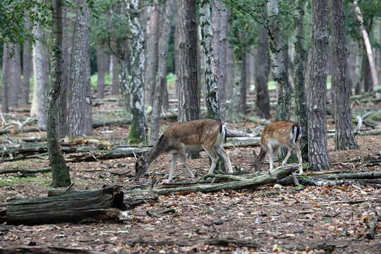 Damwild-Gehege Bilder – Durchsuchen 671 Archivfotos, Vektorgrafiken und ...