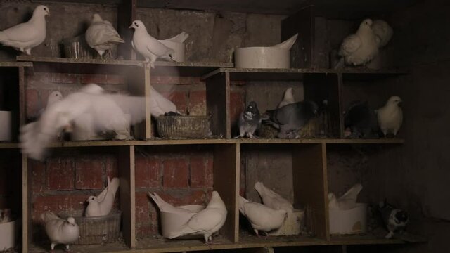 "Pigeons Sitting" Images – Browse 54 Stock Photos, Vectors, and Video ...