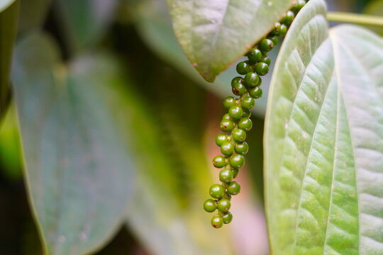 Blackpepper Images – Browse 729 Stock Photos, Vectors, and Video ...