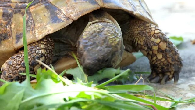 Cicadas Bilder – Durchsuchen 2,486 Archivfotos, Vektorgrafiken und ...