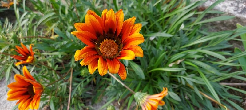 「Malmequer」の画像 - 653 件の Stock 写真、ベクターおよびビデオ | Adobe Stock