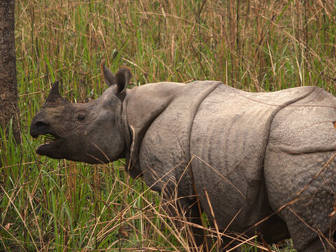 「Rhinosaurus」の写真素材 | 196件の無料イラスト画像 | Adobe Stock