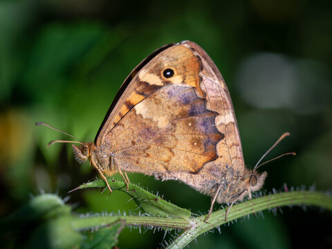 「Ocelles」の画像 - 340 件の Stock 写真、ベクターおよびビデオ | Adobe Stock