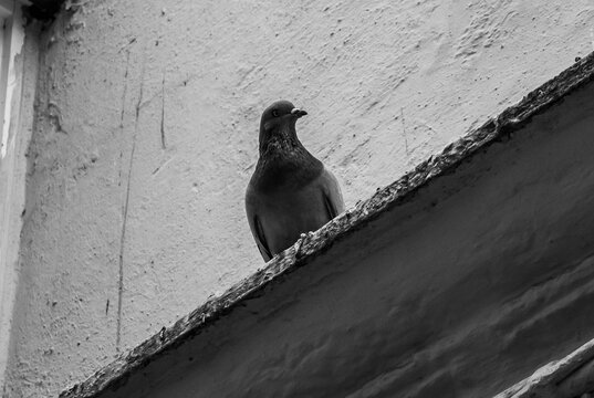 Babytaube Bilder – Durchsuchen 11,761 Archivfotos, Vektorgrafiken und ...