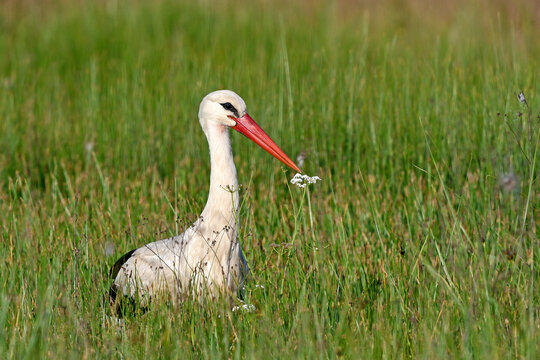 รูปภาพLeylek – เลือกดูภาพถ่ายสต็อก เวกเตอร์ และวิดีโอ113 | Adobe Stock