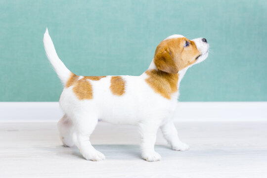 Dog Sideways Images – Browse 10,433 Stock Photos, Vectors, and Video ...