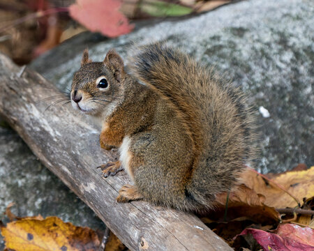 "Squirrel Fur" Images – Browse 31 Stock Photos, Vectors, and Video ...