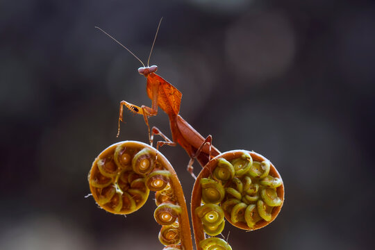 "Dead Leaf Mantis" Images – Browse 322 Stock Photos, Vectors, and Video ...
