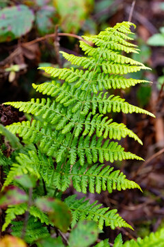Wald-Frauenfarn Bilder – Durchsuchen 428 Archivfotos, Vektorgrafiken ...