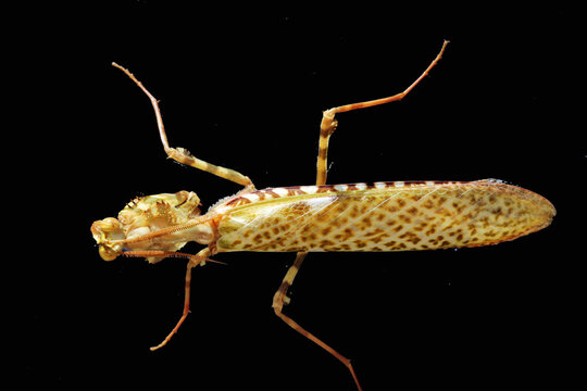 Neoptera 影像 – 瀏覽 1,186 個素材庫相片、向量圖和影片 | Adobe Stock