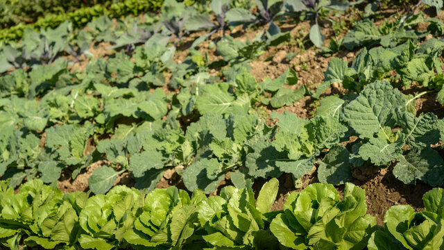 「Lechugas」の画像 - 661 件の Stock 写真、ベクターおよびビデオ | Adobe Stock