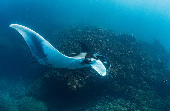 Putzerfisch Bilder – Durchsuchen 2,869 Archivfotos, Vektorgrafiken und ...