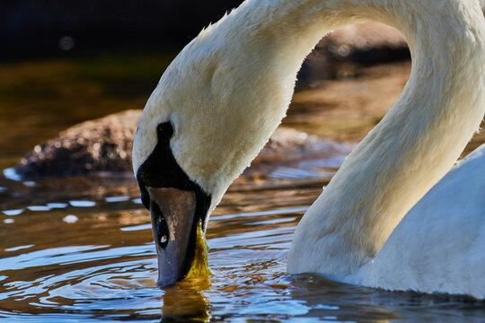 Kaltene Bilder – Durchsuchen 250 Archivfotos, Vektorgrafiken und Videos ...
