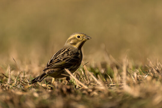รูปภาพTrznadel – เลือกดูภาพถ่ายสต็อก เวกเตอร์ และวิดีโอ341 | Adobe Stock