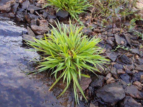 Dube Images – Browse 32 Stock Photos, Vectors, and Video | Adobe Stock