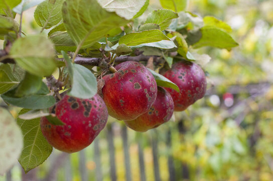 Oxidation Apple Images – Browse 223 Stock Photos, Vectors, and Video ...