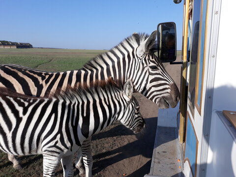 รูปภาพAskania-Nova – เลือกดูภาพถ่ายสต็อก เวกเตอร์ และวิดีโอ1,072 ...