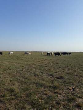 Askania-Nova 이미지 – 찾아보기 1,033 스톡 사진, 벡터 및 비디오 | Adobe Stock