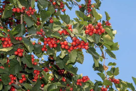 รูปภาพMay-Tree – เลือกดูภาพถ่ายสต็อก เวกเตอร์ และวิดีโอ44,186 | Adobe Stock