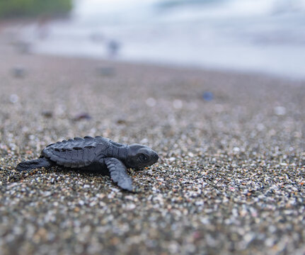รูปภาพOlivacea – เลือกดูภาพถ่ายสต็อก เวกเตอร์ และวิดีโอ428 | Adobe Stock