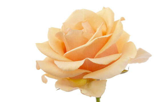 "Rose Isolated" Bilder – Durchsuchen 990 Archivfotos, Vektorgrafiken ...