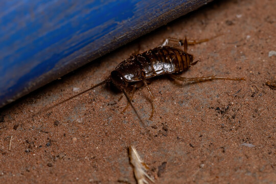 Polyphagidae Bilder – Durchsuchen 19 Archivfotos, Vektorgrafiken und ...
