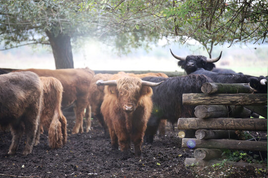 Weidehaltung bilder – Bläddra bland 1,931 stockfoton, vektorer och ...