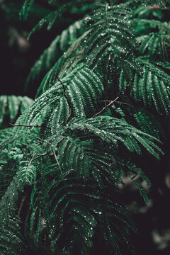 「Acacieae」の画像 - 776 件の Stock 写真、ベクターおよびビデオ | Adobe Stock