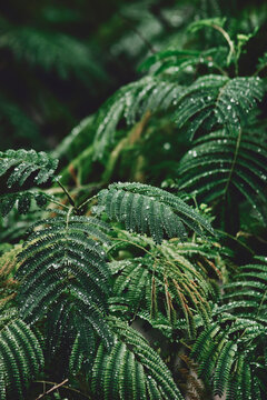 「Acacieae」の画像 - 776 件の Stock 写真、ベクターおよびビデオ | Adobe Stock